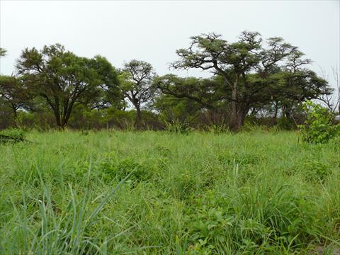 FARM: undeveloped Farm for Sale Botswana » Botswana Property & Real ...