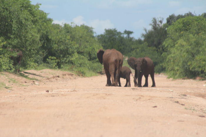 BB619 - SWEET VELD ** Beautiful Inner Tuli Block Farm ** Free Hold ...